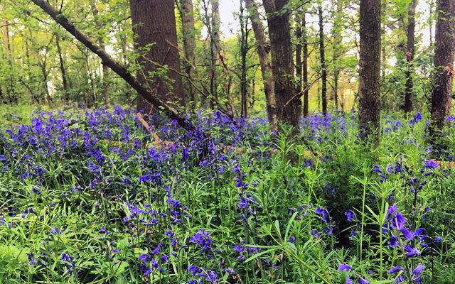 Welcome to the Forest of Arden | Blogs & features | Shakespeare's Globe